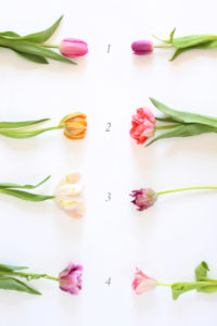 ALL ABOUT TULIPS - JustineCelina