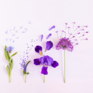 DIGITAL BLOOMS JULY 2018 | FREE DESKTOP WALLPAPERS - JustineCelina